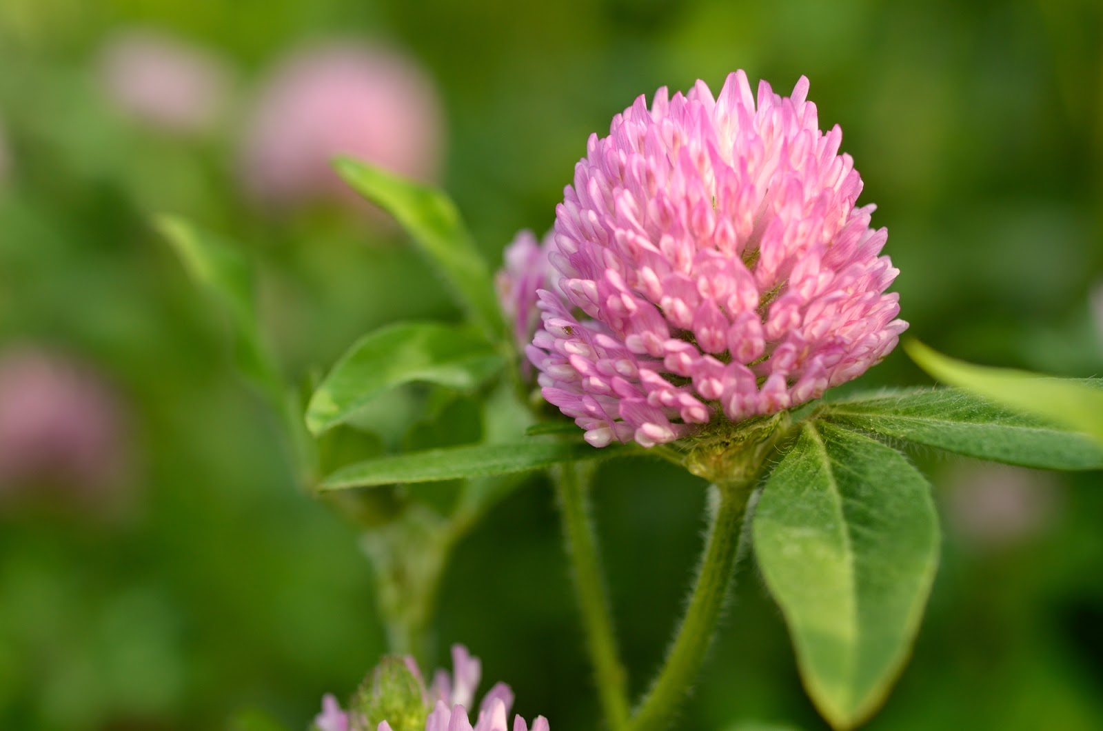 Sendai Photo Blog | Pictures of northern Japan: Purple Clover