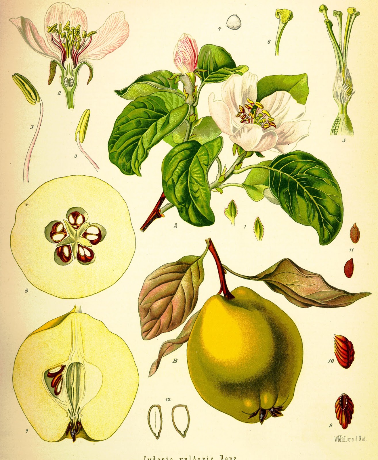 VADEMECUM NATURAL. FARMACOGNOSIA.: MEMBRILLO