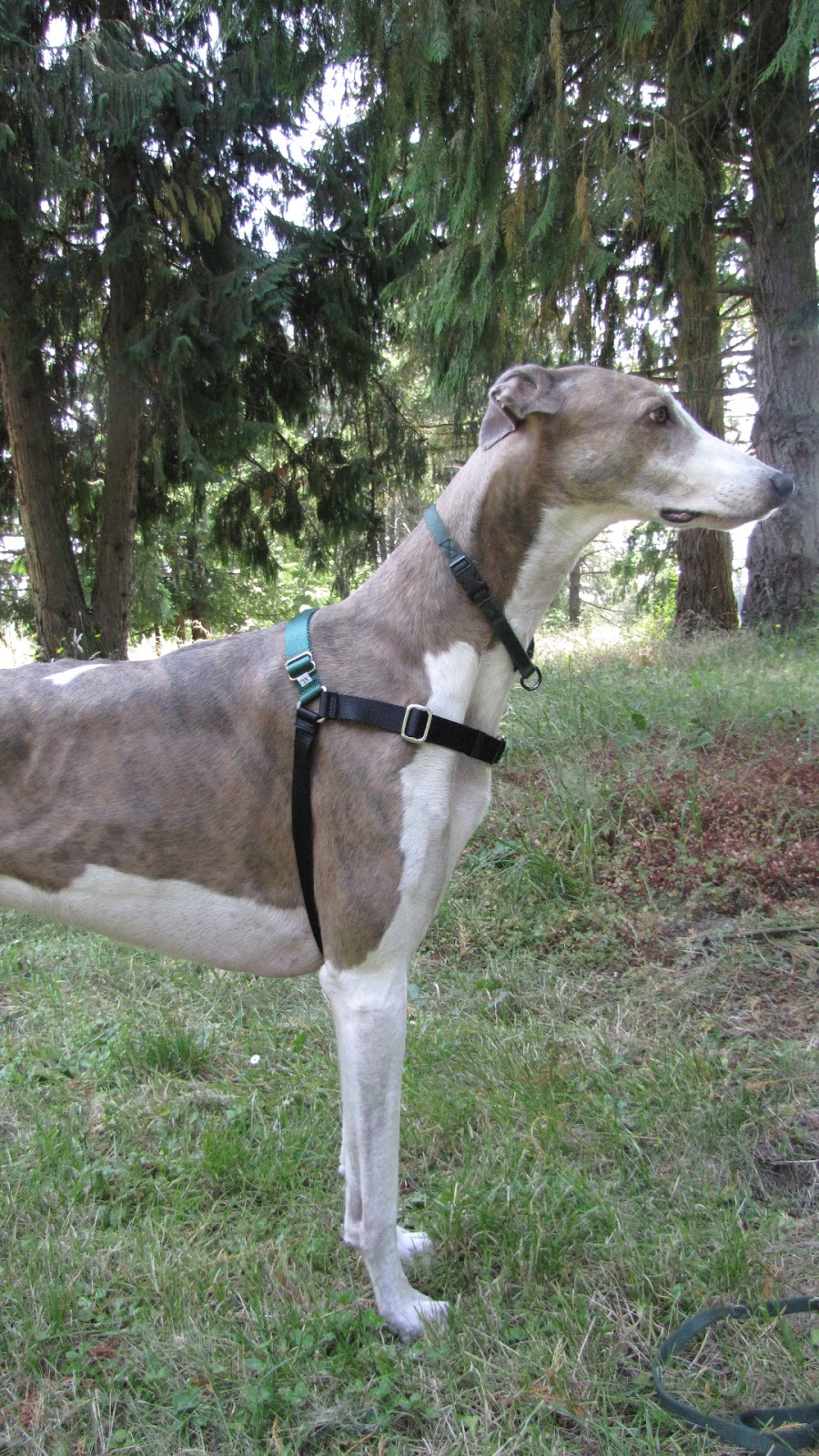 Aragon Greyhounds: Front Clip
