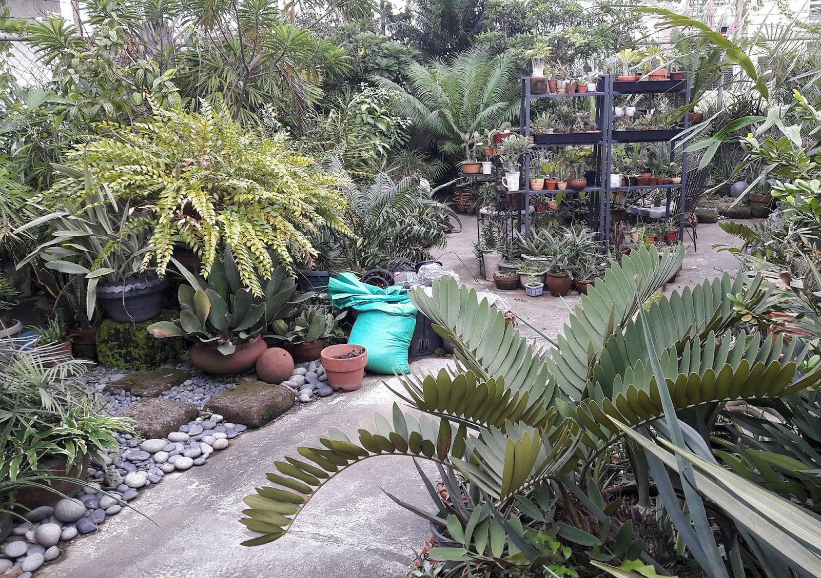 OUR PHILIPPINE TREES: February 2017