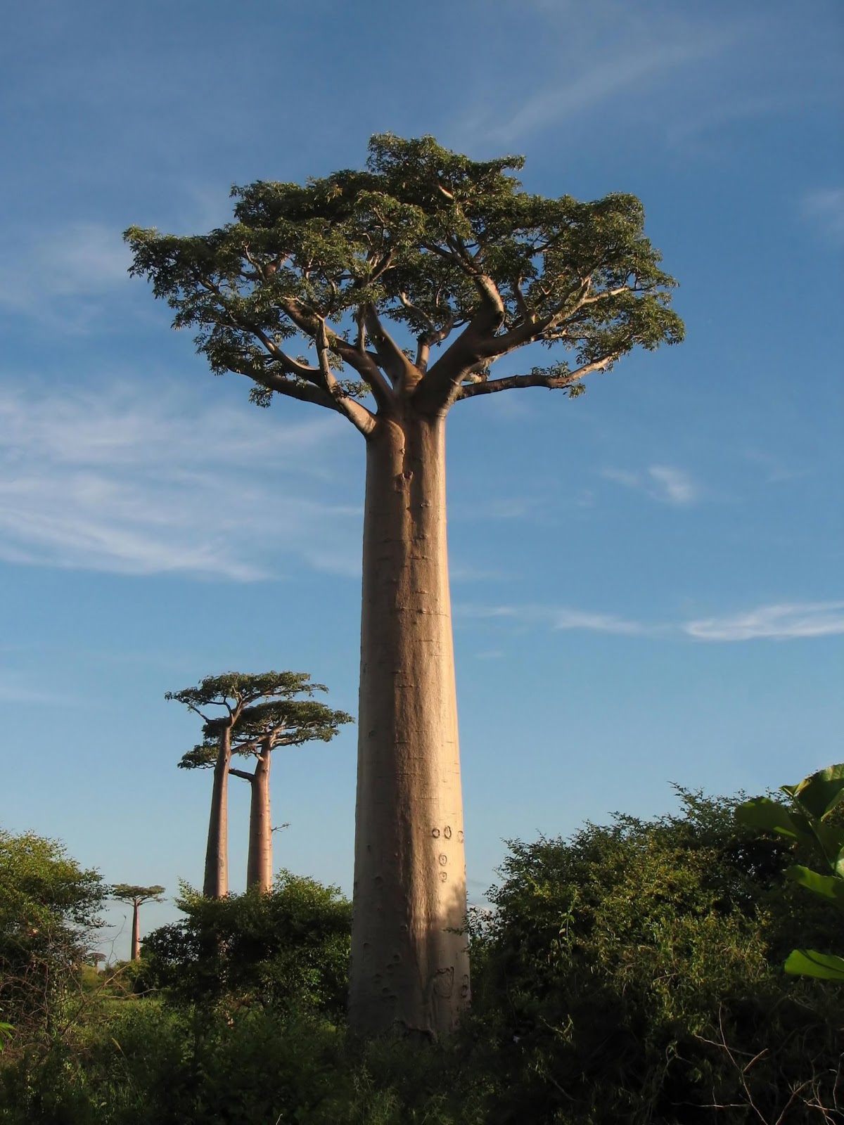 Adansonia Grandidieri | Earth Blog