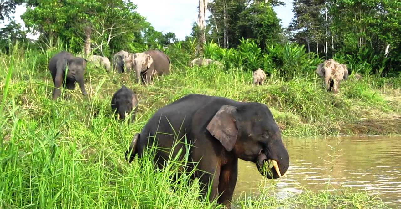 KINABALU: THE WONDERS OF BORNEO - KINABATANGAN RIVER