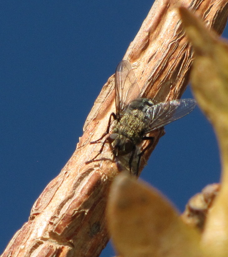 Bug Eric: Fly Day Friday: Cluster Flies