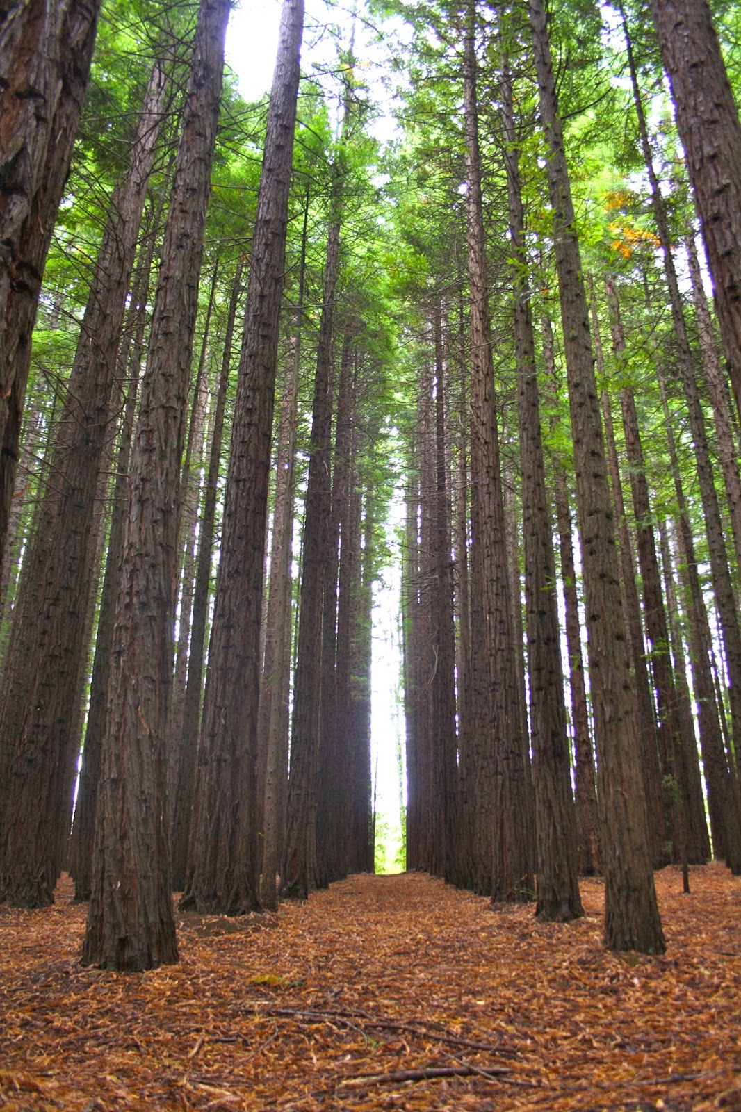 RDO Melbourne: Redwood Forest, East Warburton