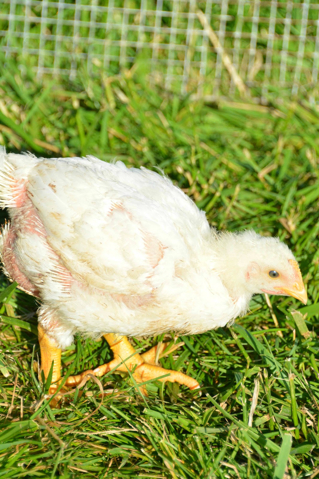 Little House on the Dairy: awkward teenage chickens