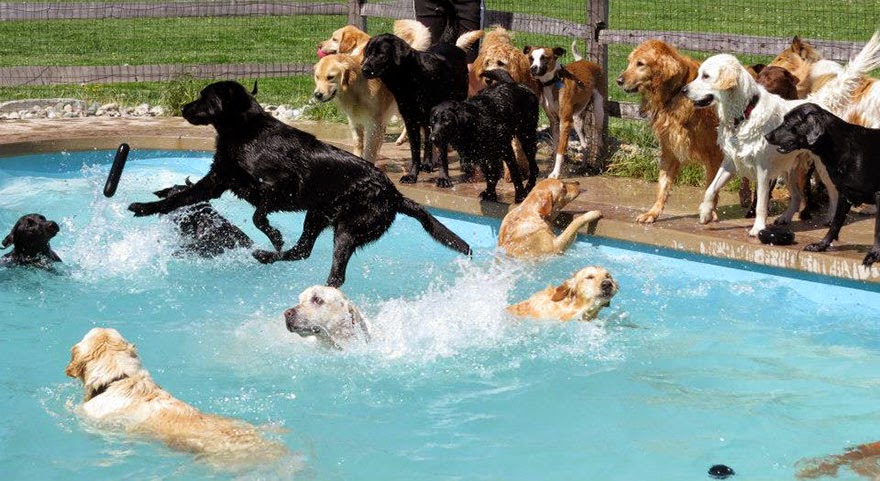 White Wolf : Puppies enjoying pool party becomes internet sensation (VIDEO)