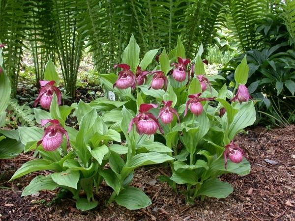 Cypripedium x ventricosum care and culture | Travaldo's blog