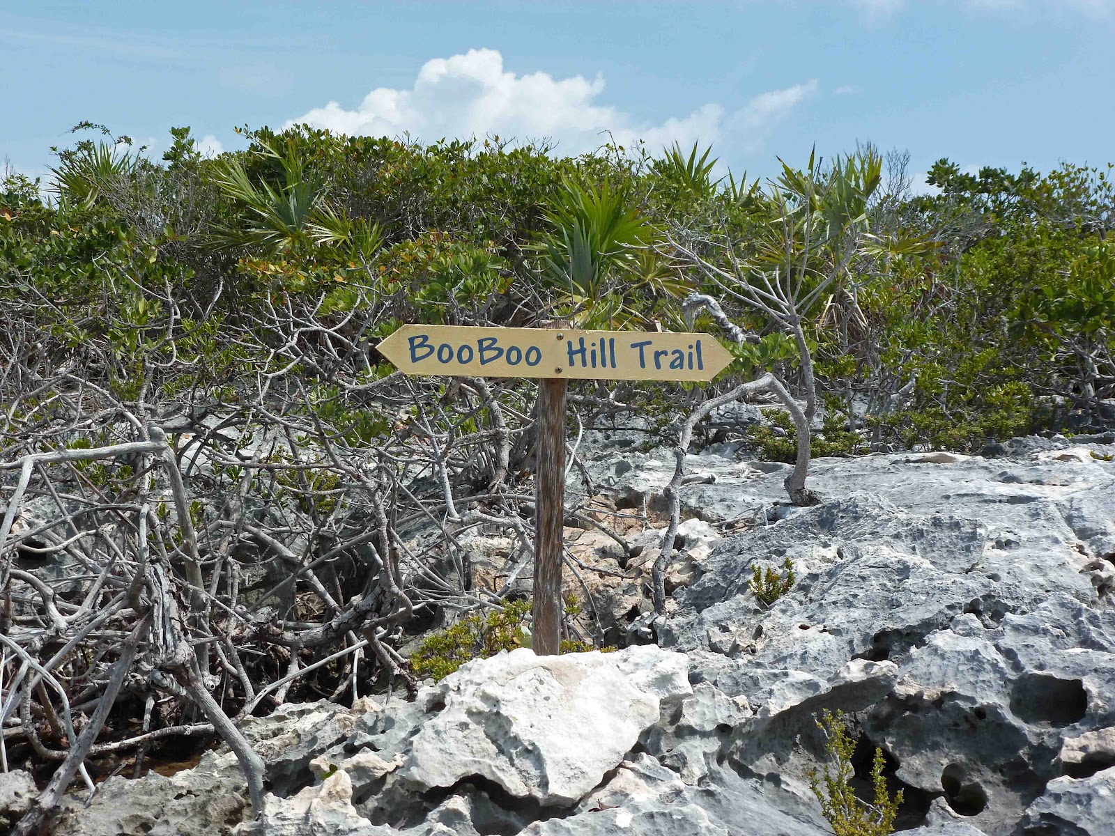 Last Dance: Central Bahamas
