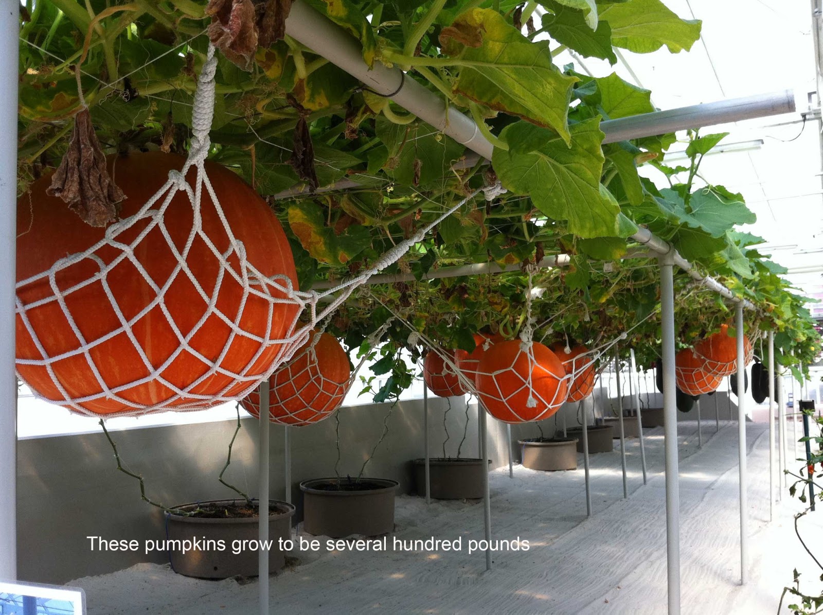 ZEN HYDROPONICS: แนะนำการปลูกพืชกลับหัว (ใหม่)