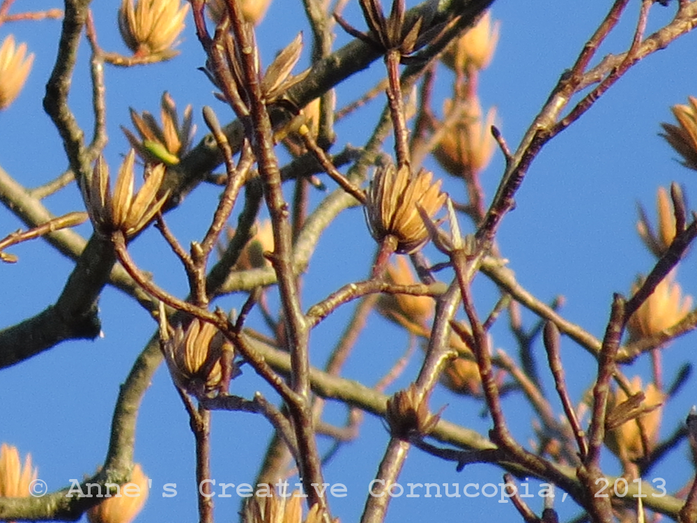 Anne's Creative Cornucopia: Yellow flower buds on tree? - Photograph