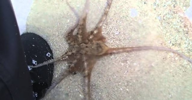 White Wolf : Beached Octopus Thanks Rescuer Before Heading Out To Sea
