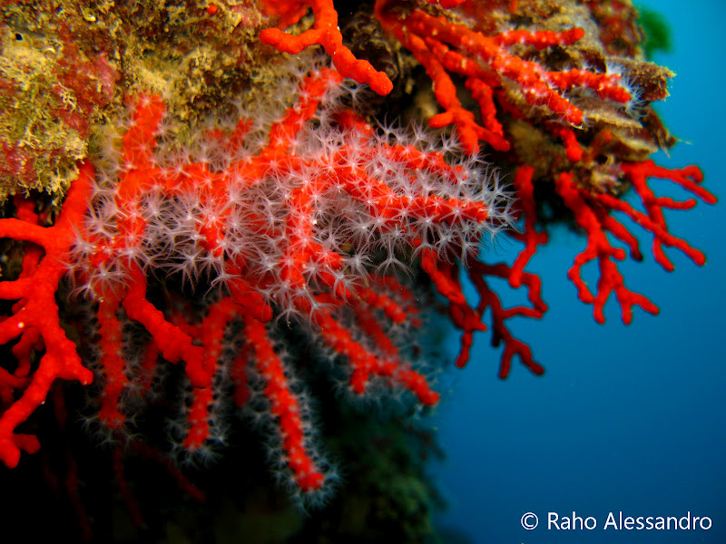 Necton e Plancton: Cnidari: Corallo Rosso