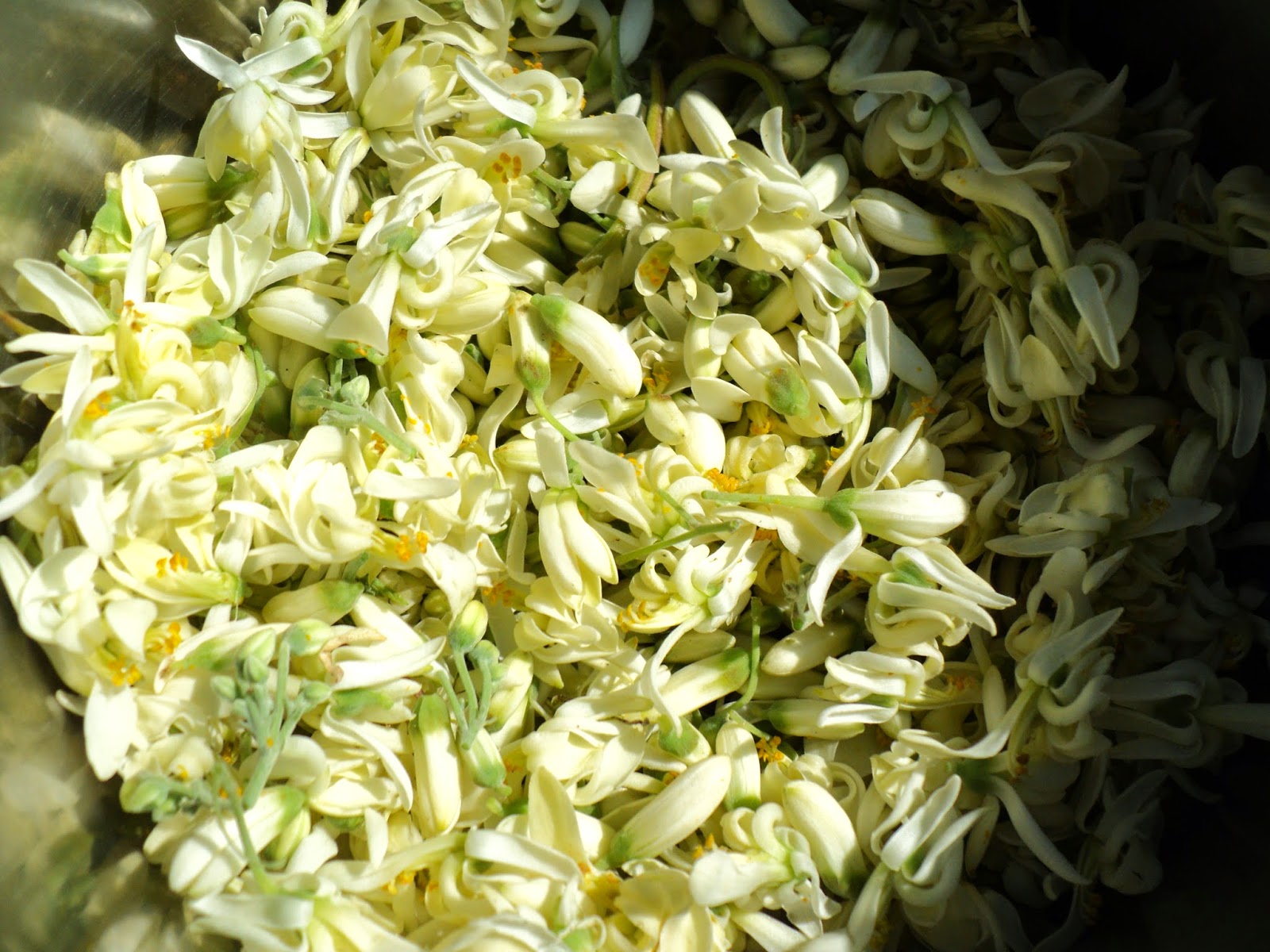 Oriyarasoi - The cosmopolitan Odia's Kitchen !: Sajana Phula Bara ...