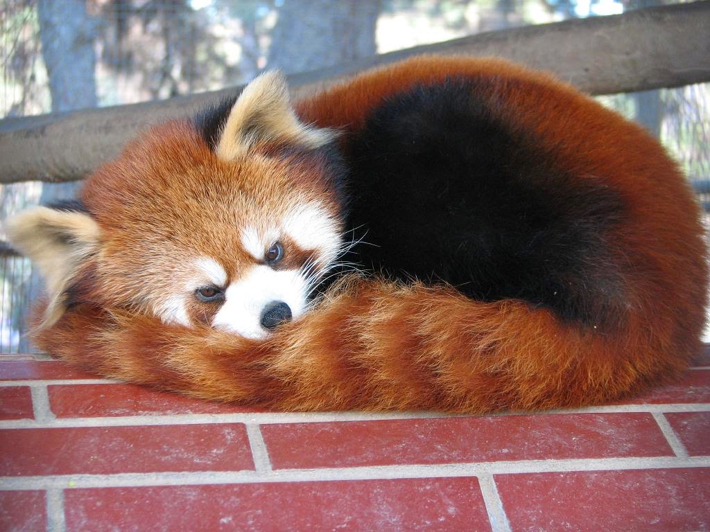 40 Adorable red panda pictures (40 pics) | Amazing Creatures