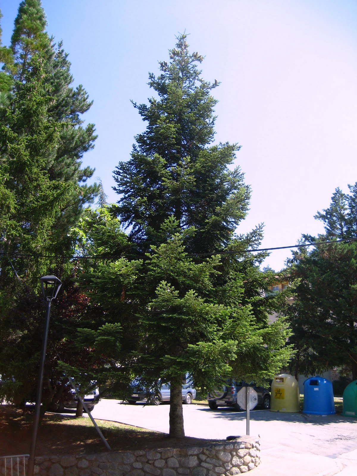 Árboles con alma: Abeto. Avet. (Abies alba)