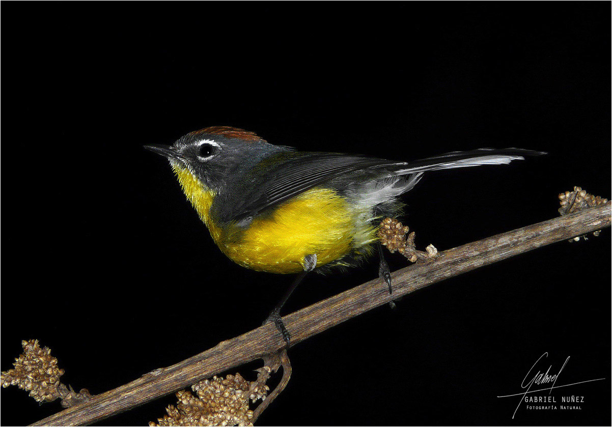 Aves de Salta: Arañero Corona Rojiza (Myioborus brunniceps) - Brown ...