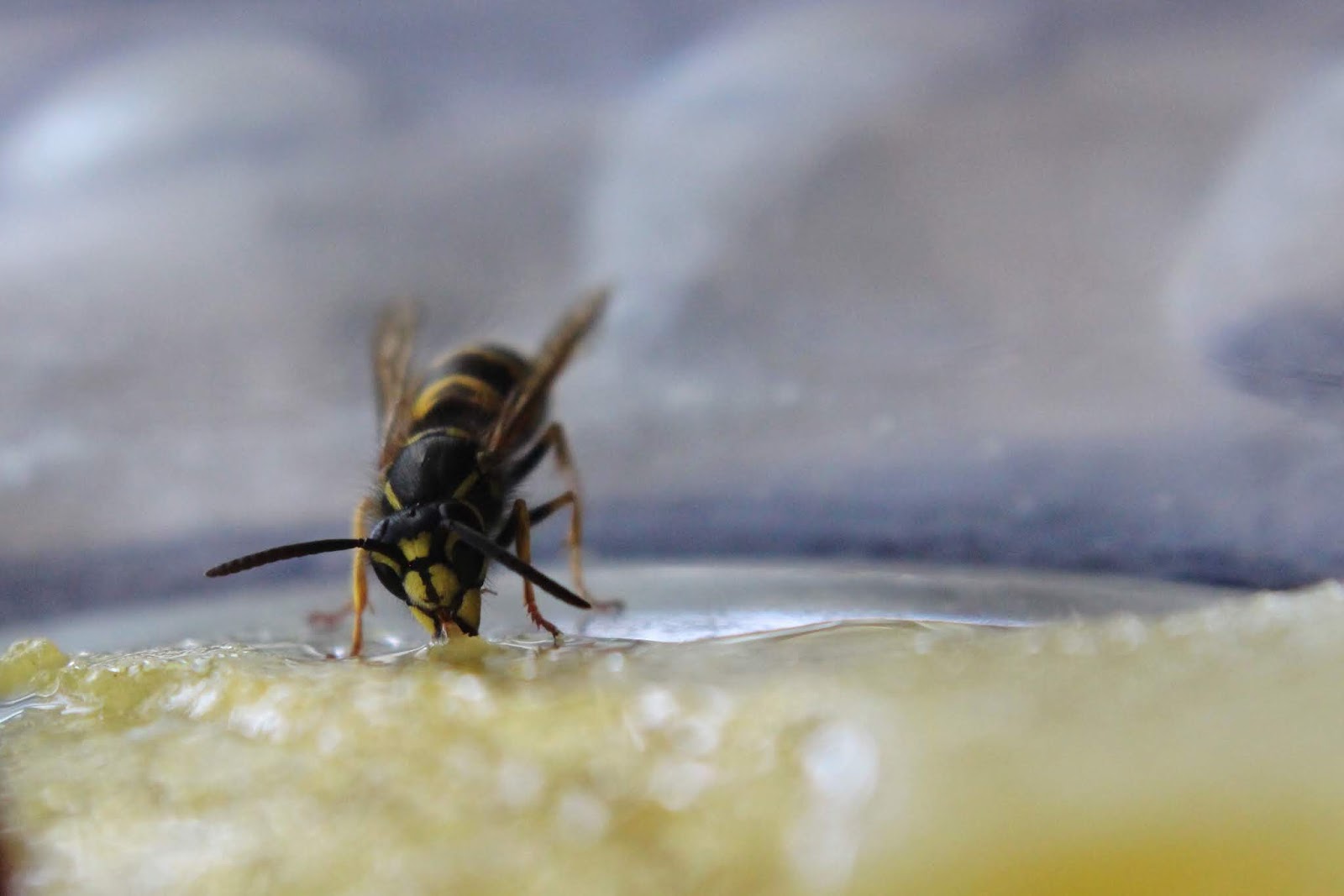 Sirpan luontoblogi: Väärinymmärretyt ampiaiset