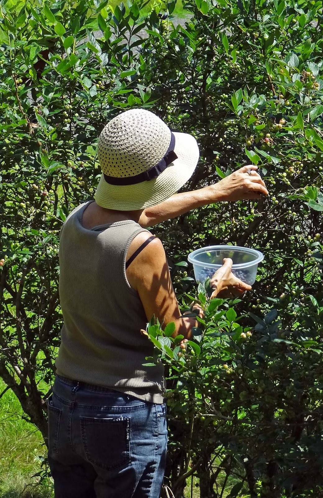 Joe's Retirement Blog: Blueberry Picking, Plymouth, Massachusetts, USA