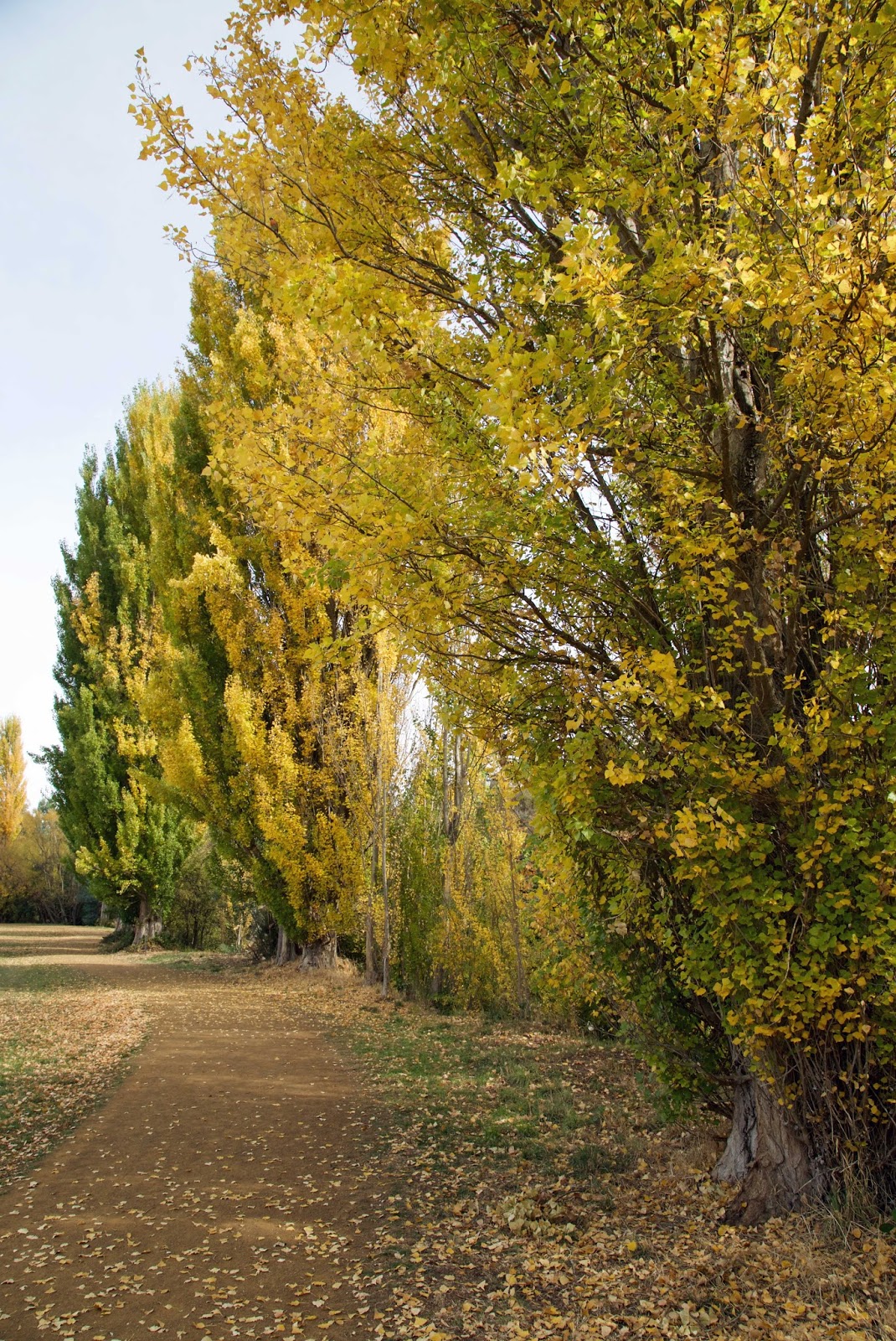 Nature Scribe: Derwent River Walks: The Colours of New Norfolk