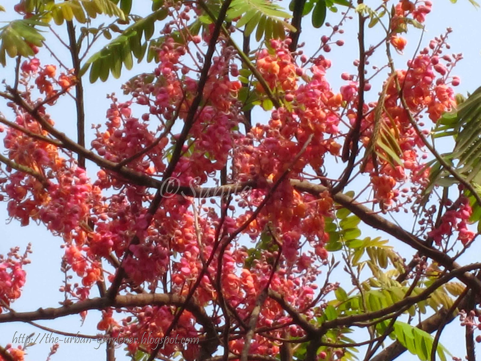 The Urban Gardener: Mumbai : a time for blooming!