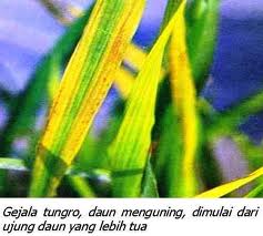 VIRUS TUNGRO PADI | Nasa Sumatera