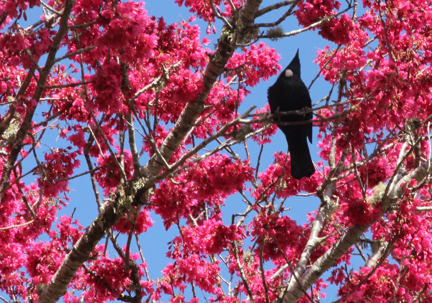 Rotorua Artist Janet Keen's Photography, Mosaics, Paintings & Writing ...