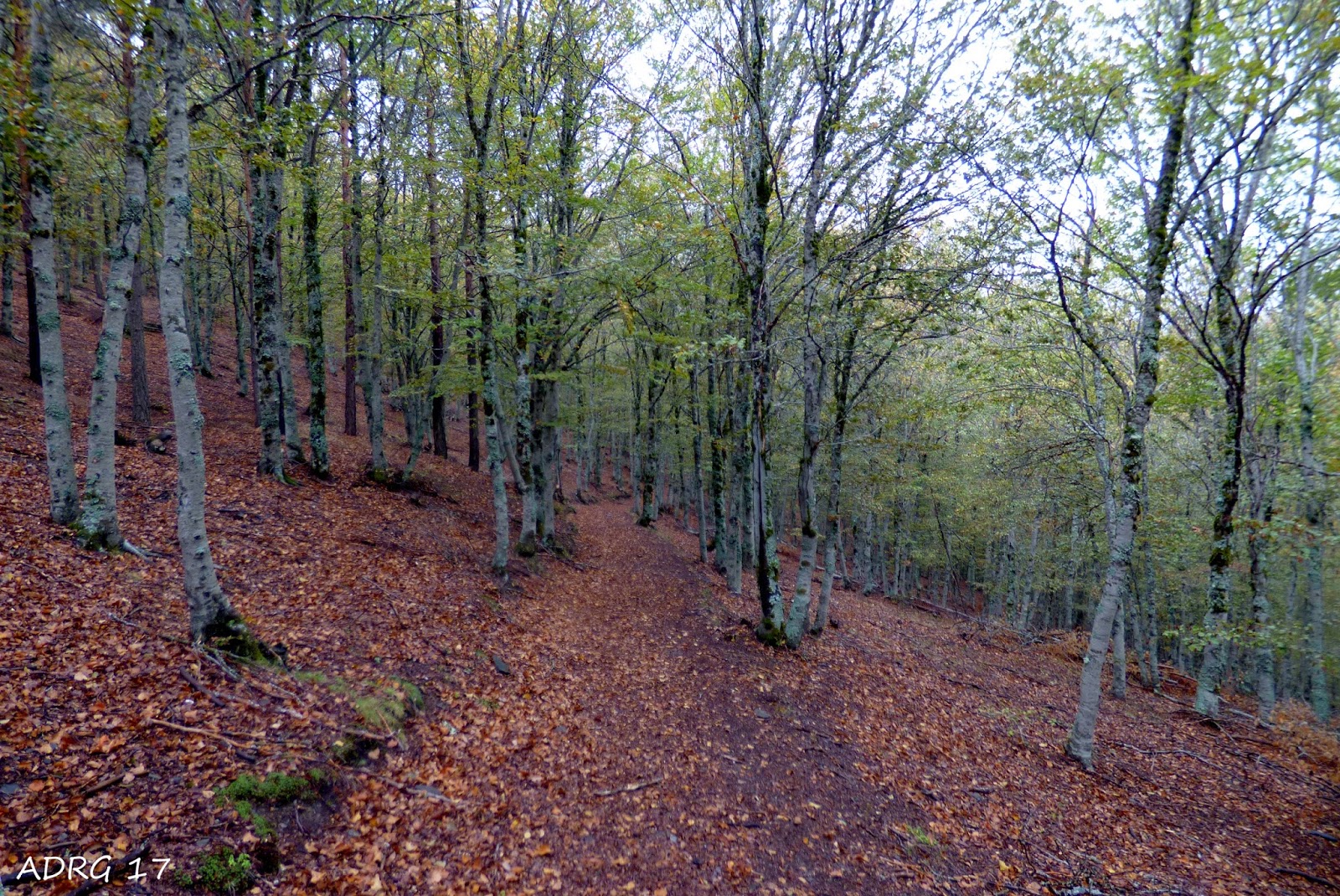 UN AMBIENTALISTA: Ruta: por el Hayedo de la Tejera Negra - II