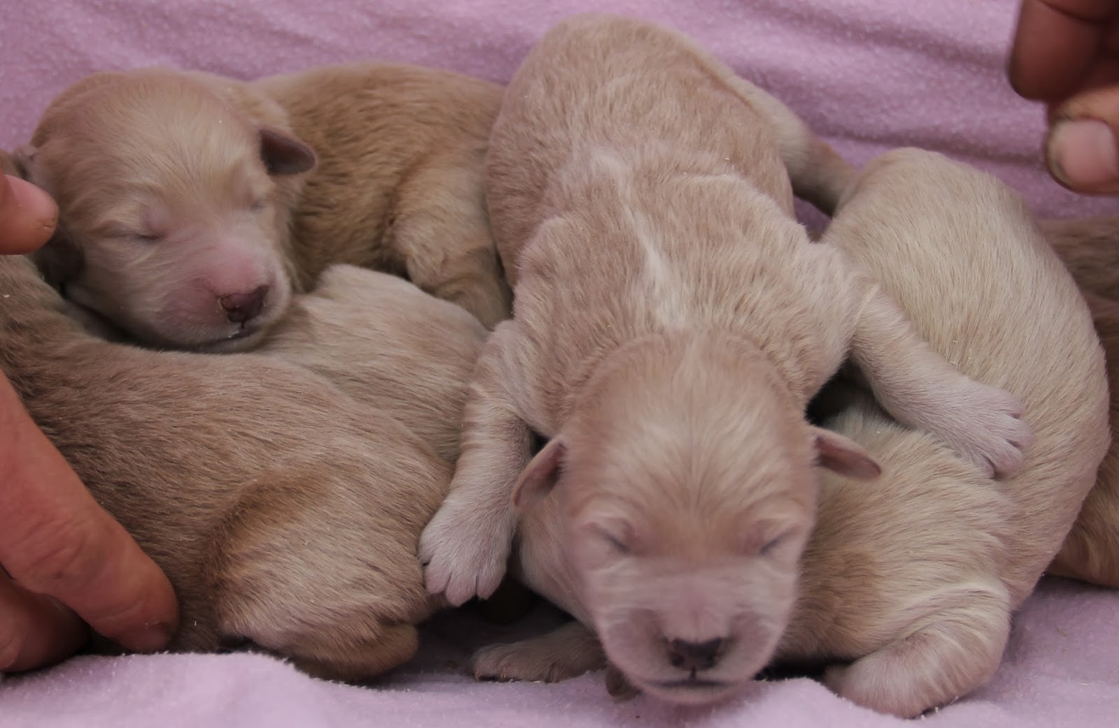 Yesteryear Acres - Doodle Days : New Goldendoodle Babies