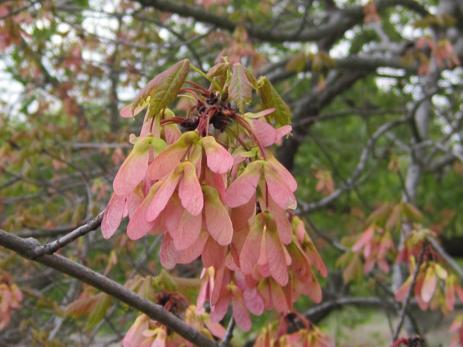 Anne's Creative Cornucopia: Maple Tree Pink Double Samara - Pictures