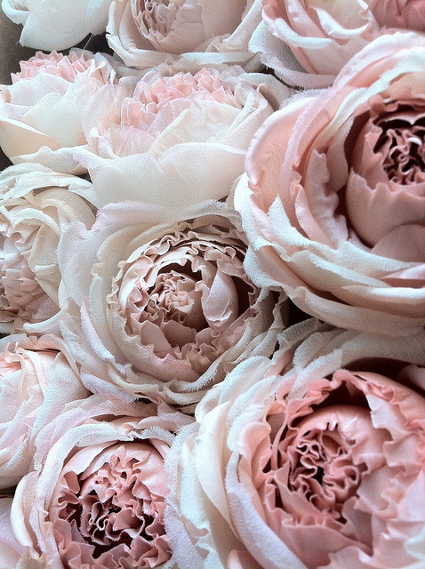 Scrapbook: Dusty Rose Pink