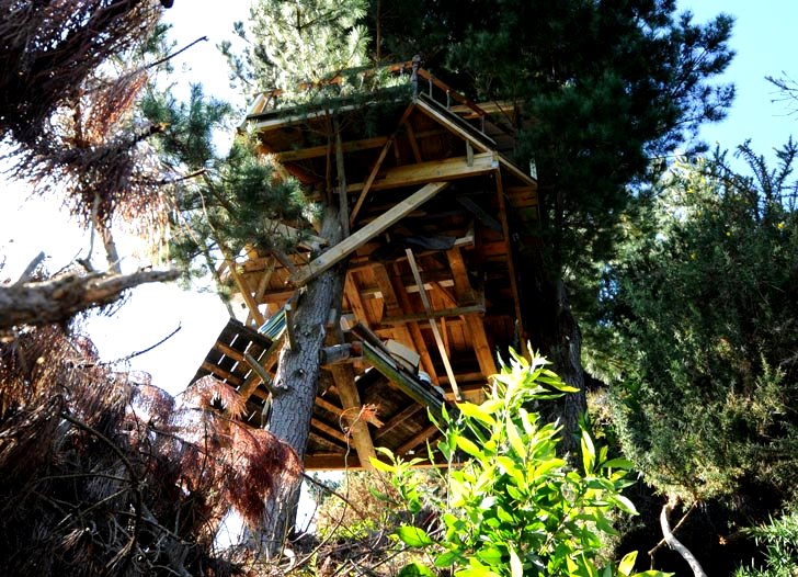 The Flying Tortoise: The Best Little Tree Hut...