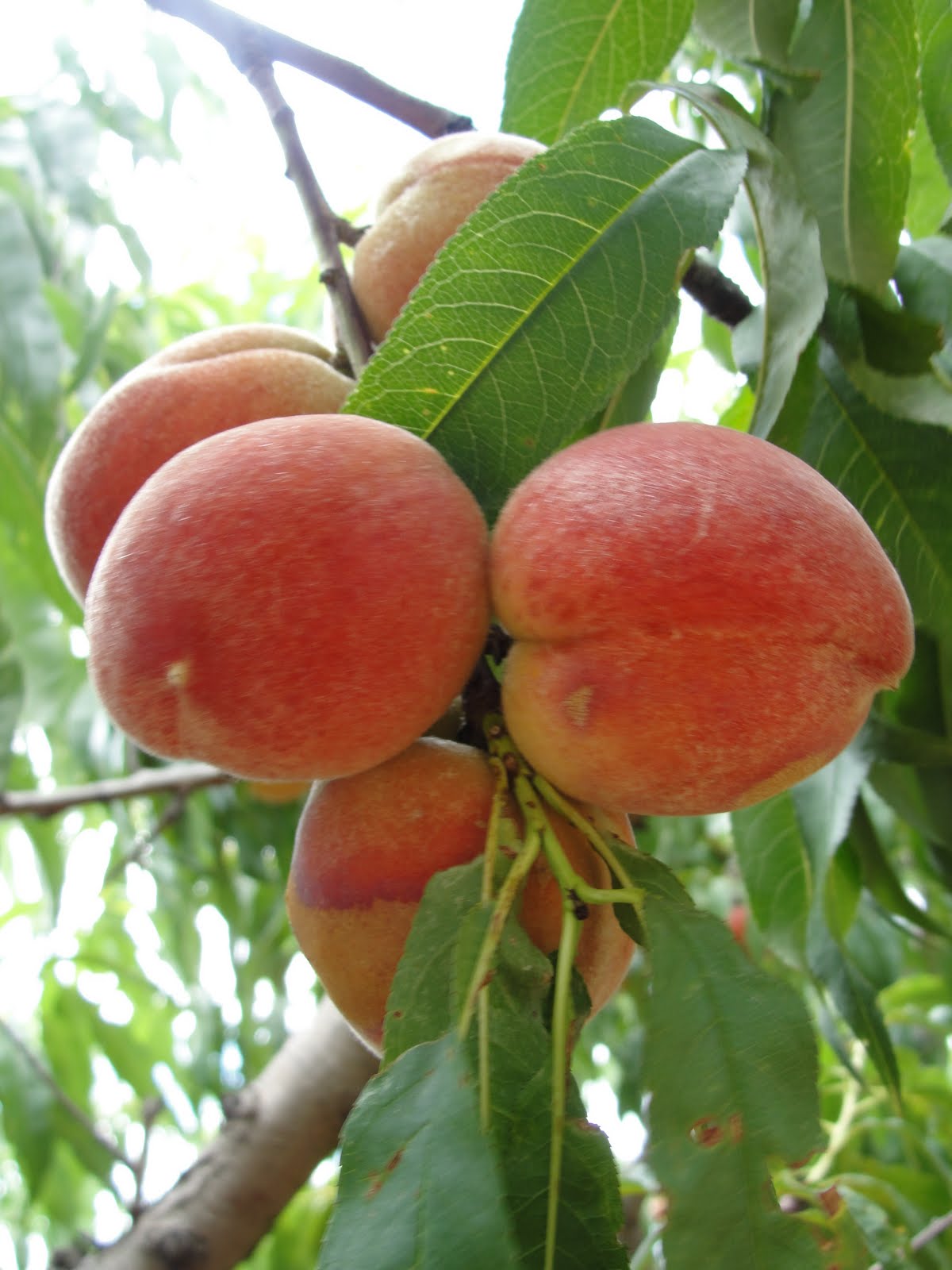 CARPE DIEM HAIKU KAI: Carpe Diem #292, Momo (Peach)