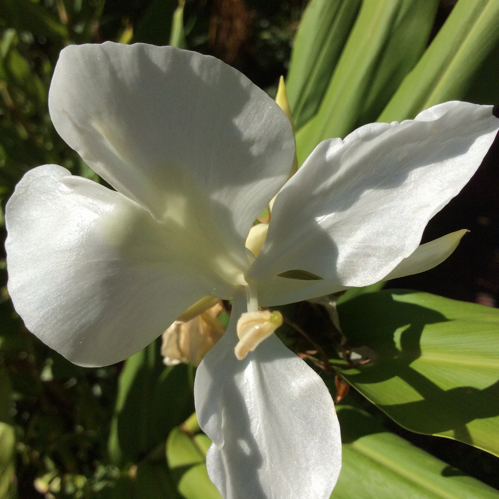 Grow It First | CK Worley | Best Essential Oils Atlanta: Butterfly ...