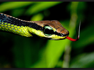 sikkahoder: MENGENAL JENIS ULAR DI INDONESIA