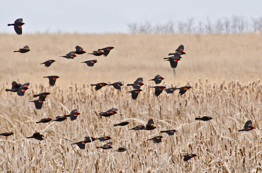Prairie Nature: Redwinged Blackbirds: Flight Over Saskatchewan Marsh