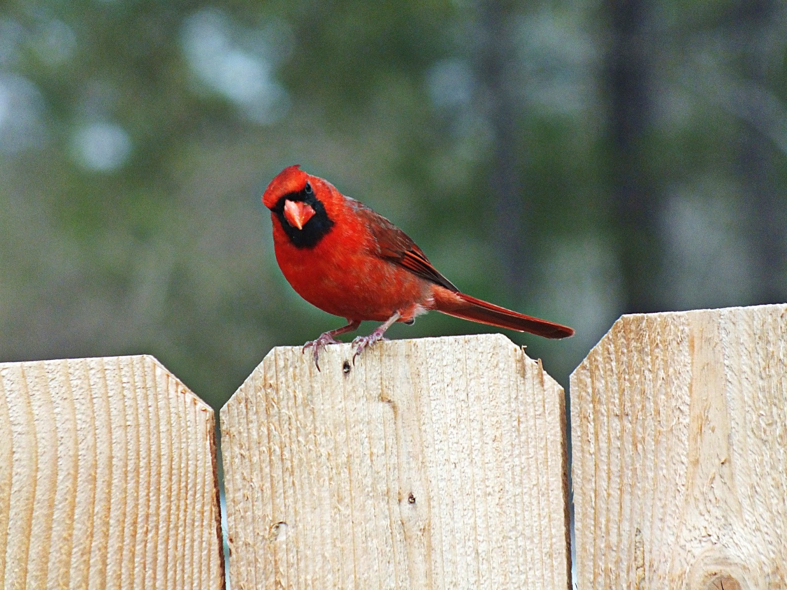 Wildlife Photography: Northern cardinal on my fence.