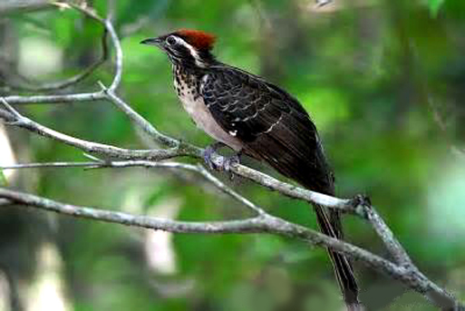 Bellas Aves de El Salvador: Dromococcyx phasianellus (cuco faisán, tres ...