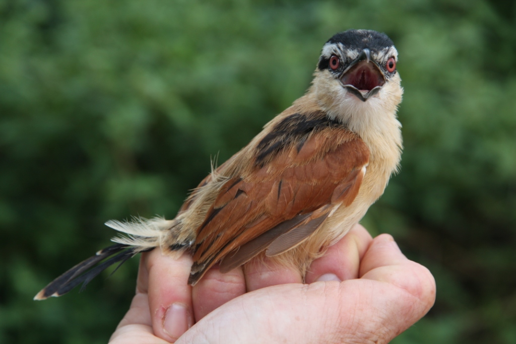 Migrant birds in Africa: Tuesdays 16-22/11/2011 The nightingale week