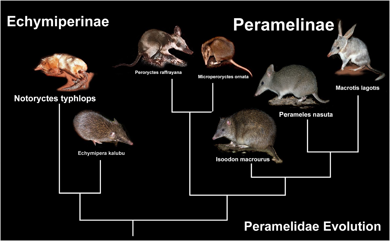 "A EVOLUÇÃO DOS MAMÍFEROS" THE Evolution OF THE MAMMALS: MARSUPIAL ...