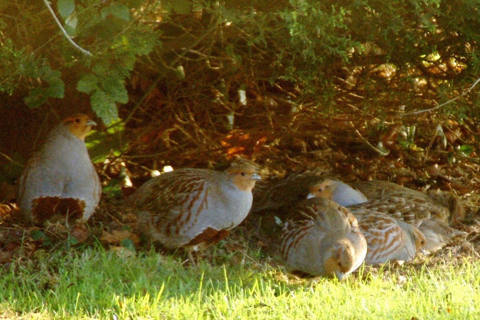 Jardin de la Sauvagine: Les perdrix ont retrouvé leur hivernage- Photos ...