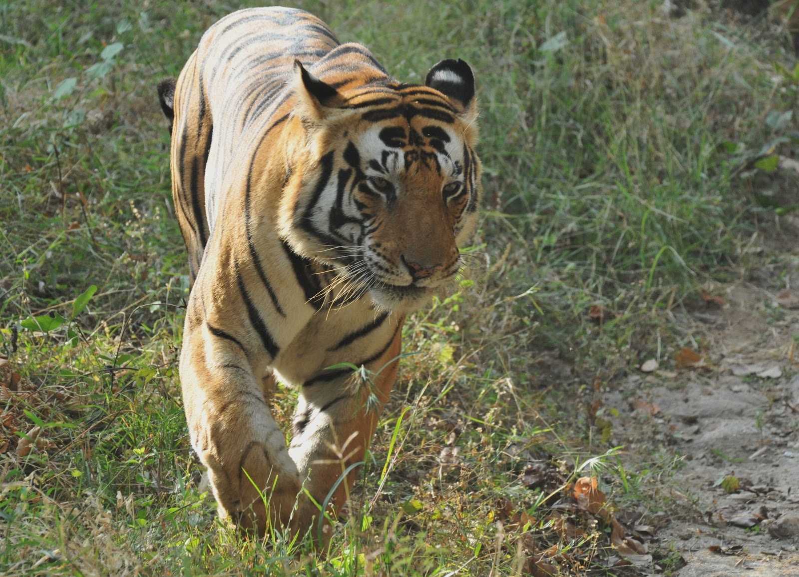 Compare the Marsh Tit: What hope for tigers?