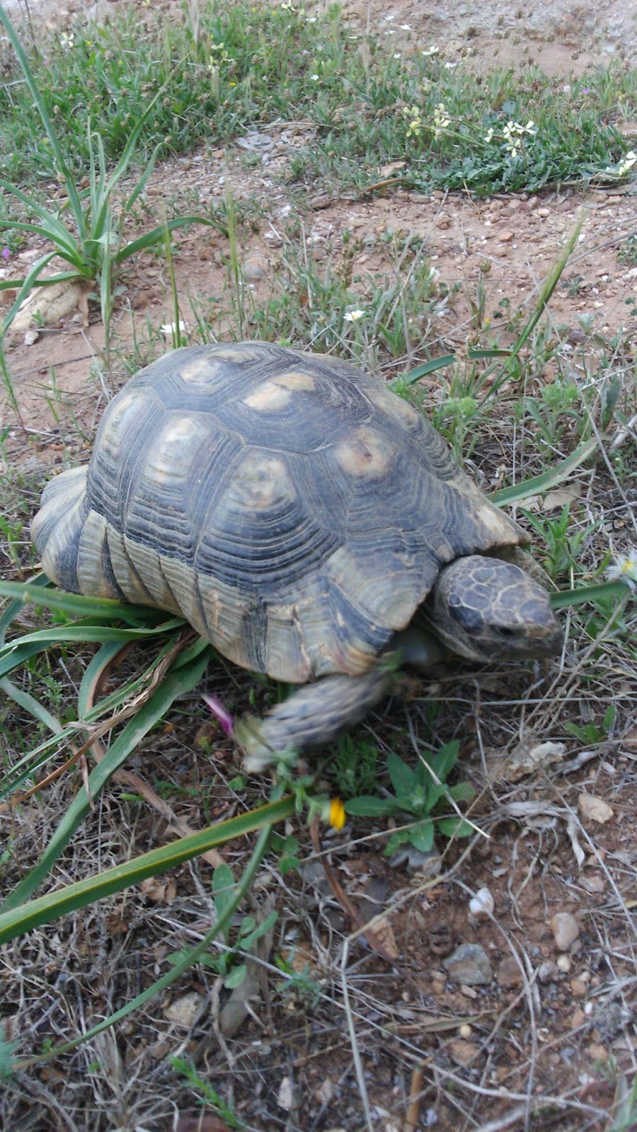 pensieroerealtà: i paradossi di Zenone