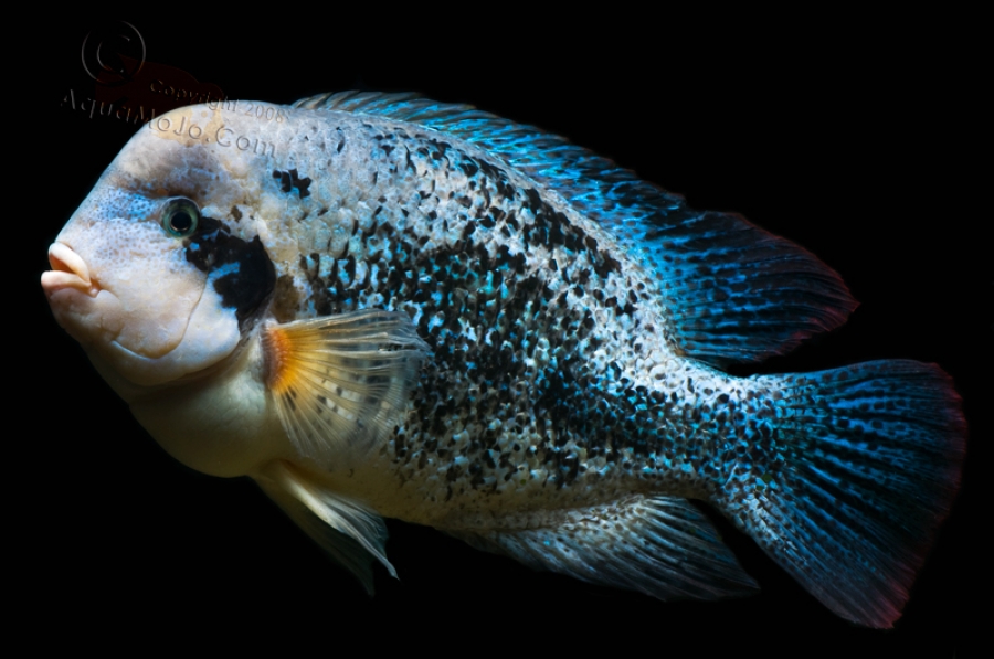 Acuario Virtual:::...: La Guía Básica de los Cíclidos