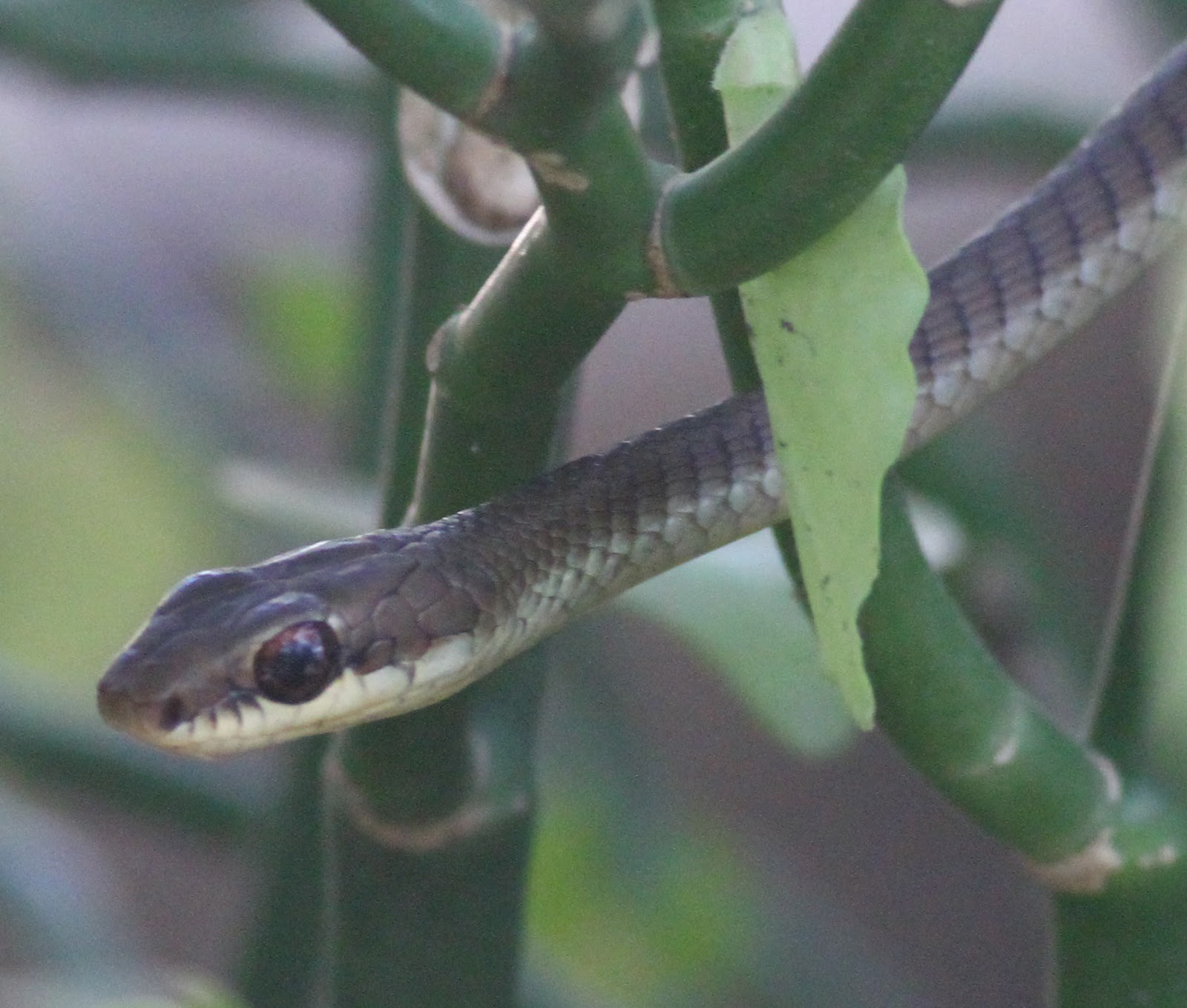 A Birder in The Philippines: Snakes of The Philippines