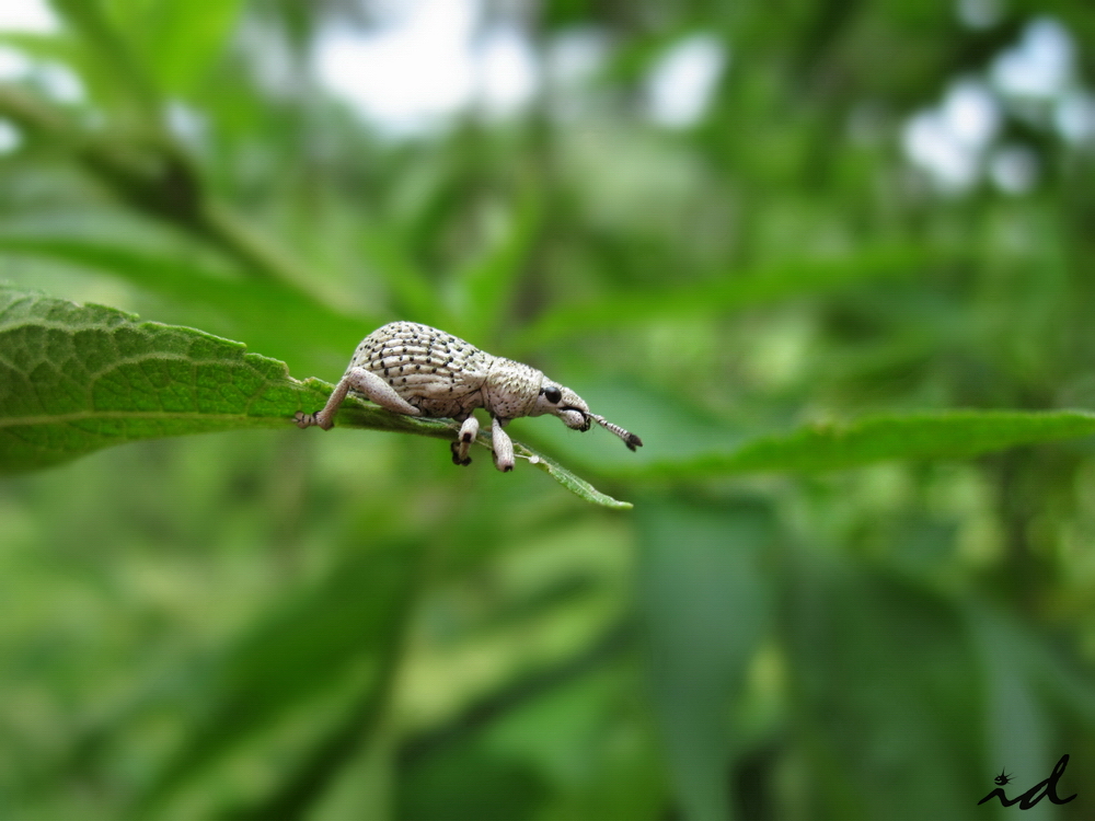 Indonesian Bugs & Others: Weevil or Snout Beetle from Situ Cileunca
