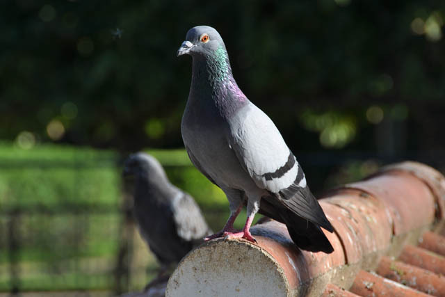 Carla Tavares: A Importância dos Pombos na Natureza