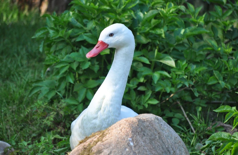 ZOOTOGRAFIANDO (6.100 ANIMALS): CISNE COSCOROBA / COSCOROBA SWAN ...