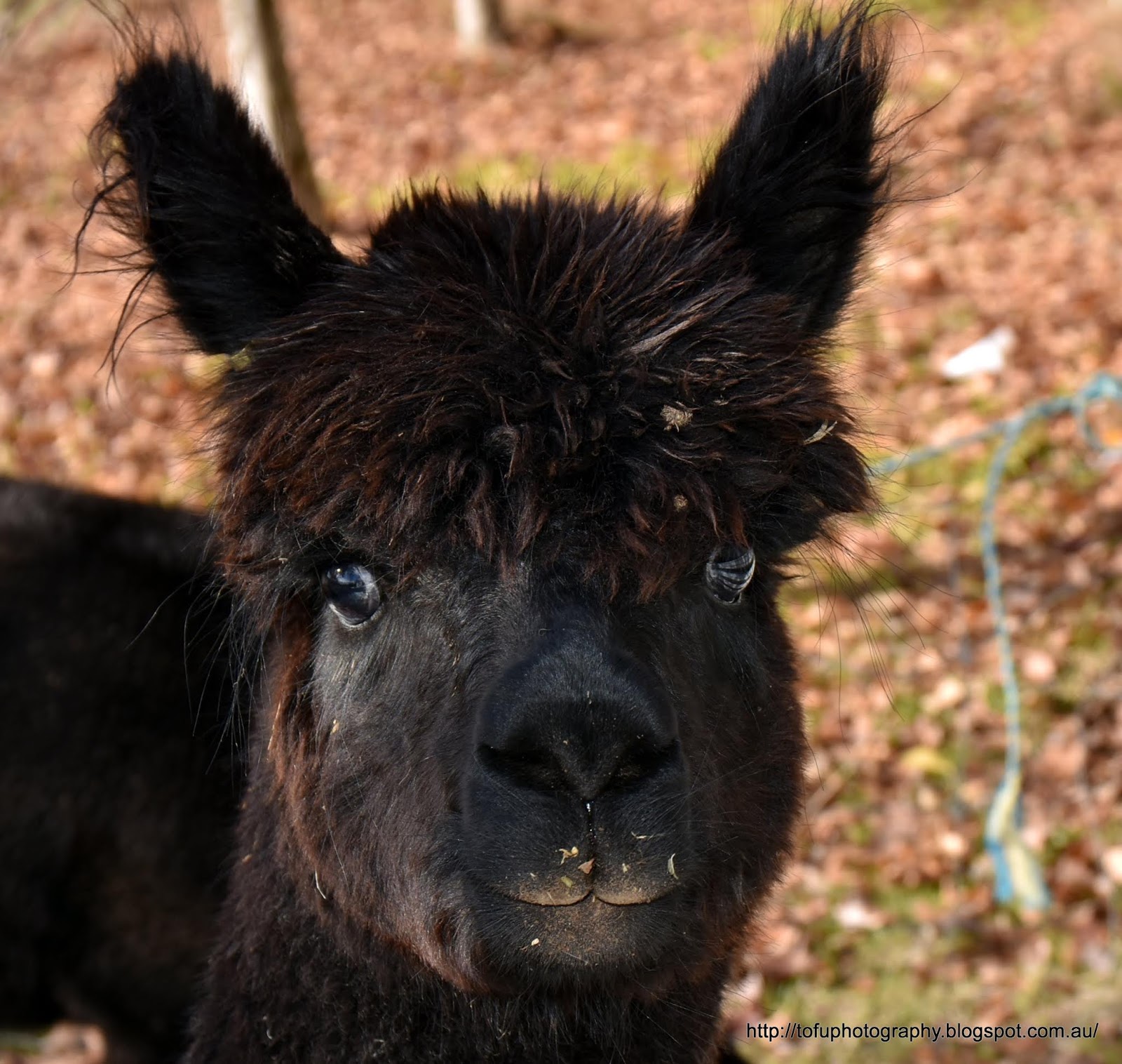 Tofu Photography: Cute black Alpacas in Hamilton Valley, Albury, NSW