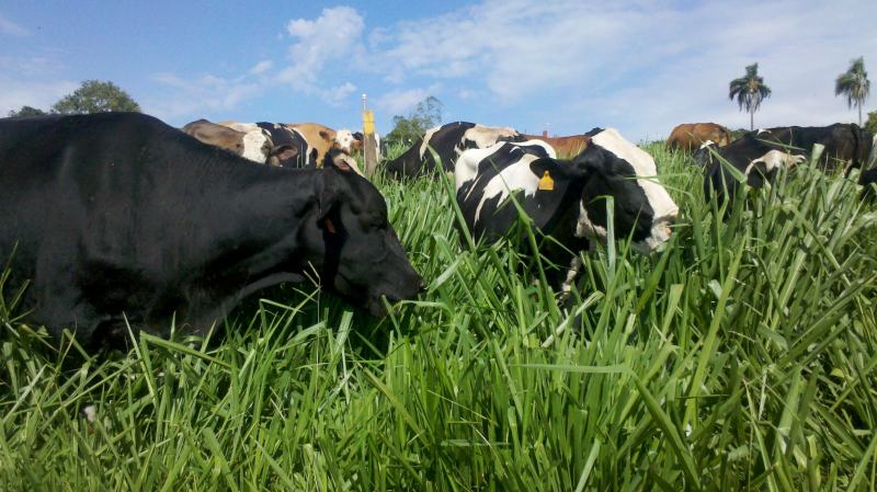 Vantagens econômicas dos ruminantes. - Jornal Campo Soberano