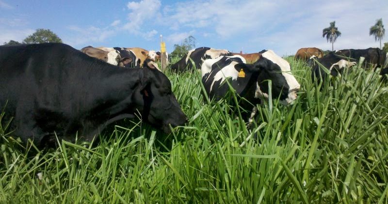 Vantagens econômicas dos ruminantes.